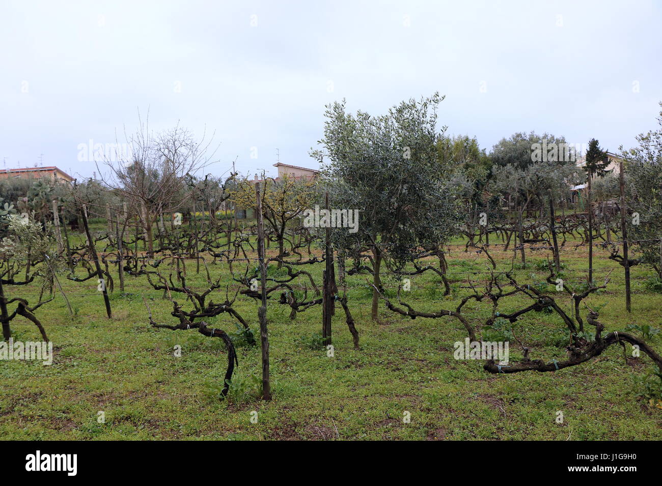 Grapes rome hi-res stock photography and images - Alamy