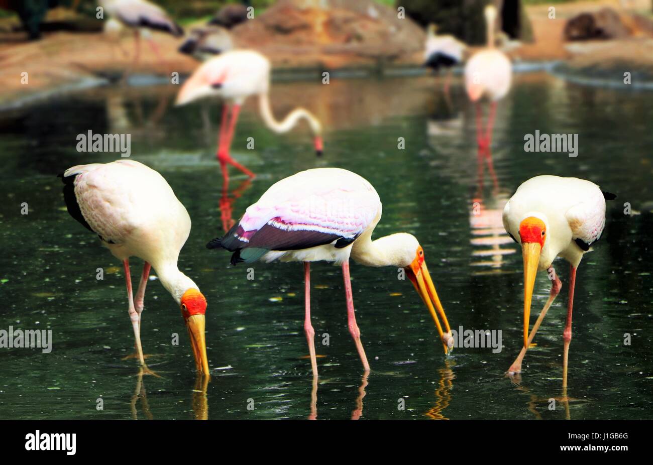 Birds feeding in the lake Stock Photo - Alamy