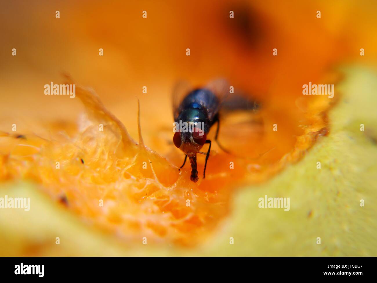 Fruit fly sucking sweet from ripe fruit Stock Photo - Alamy