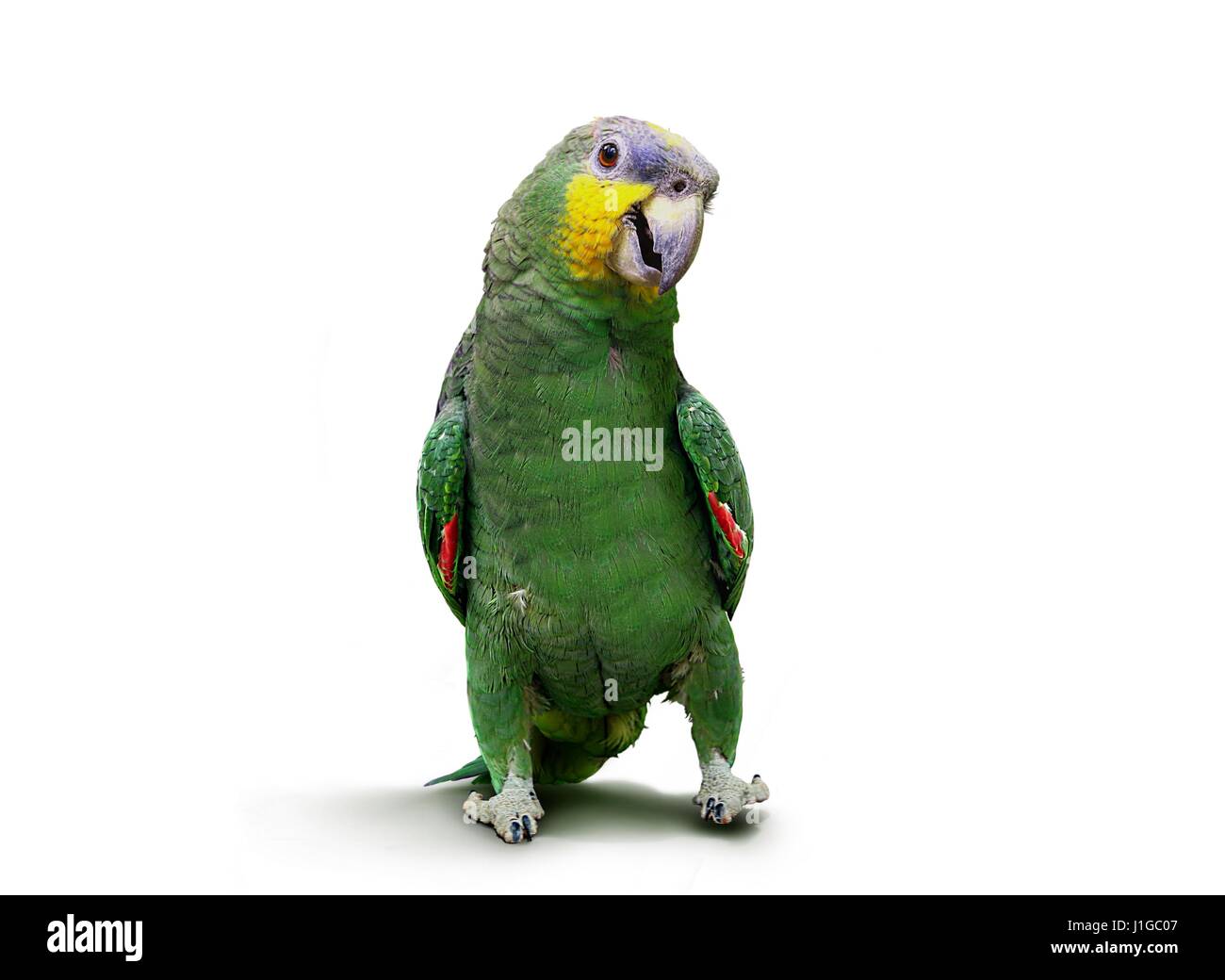 Parrot walking and dancing over white Stock Photo - Alamy