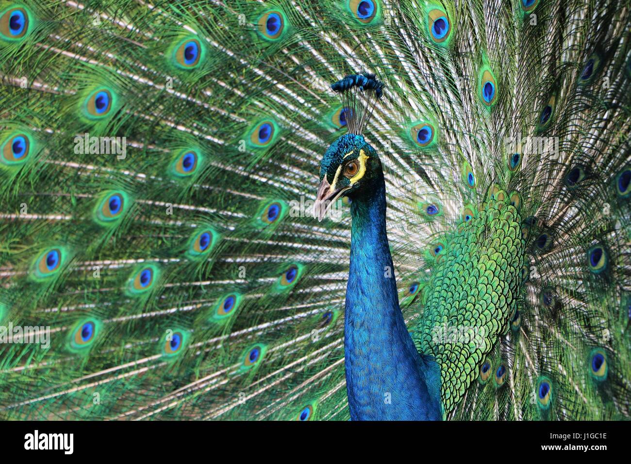 Peacock showing off feathers from side view angle Stock Photo - Alamy
