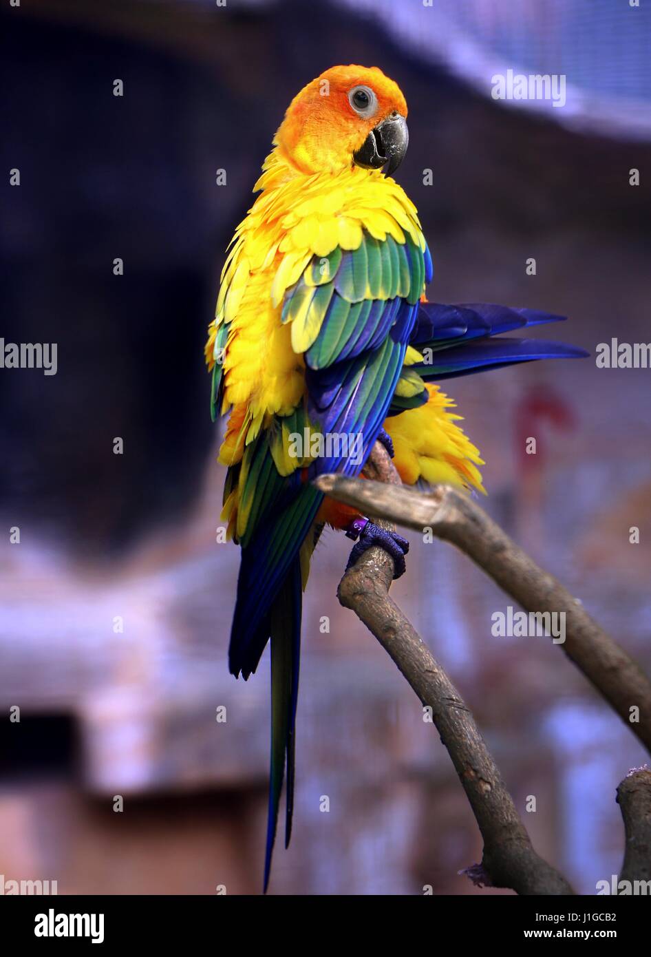 Sun Parakeet bird on tree branch Stock Photo - Alamy