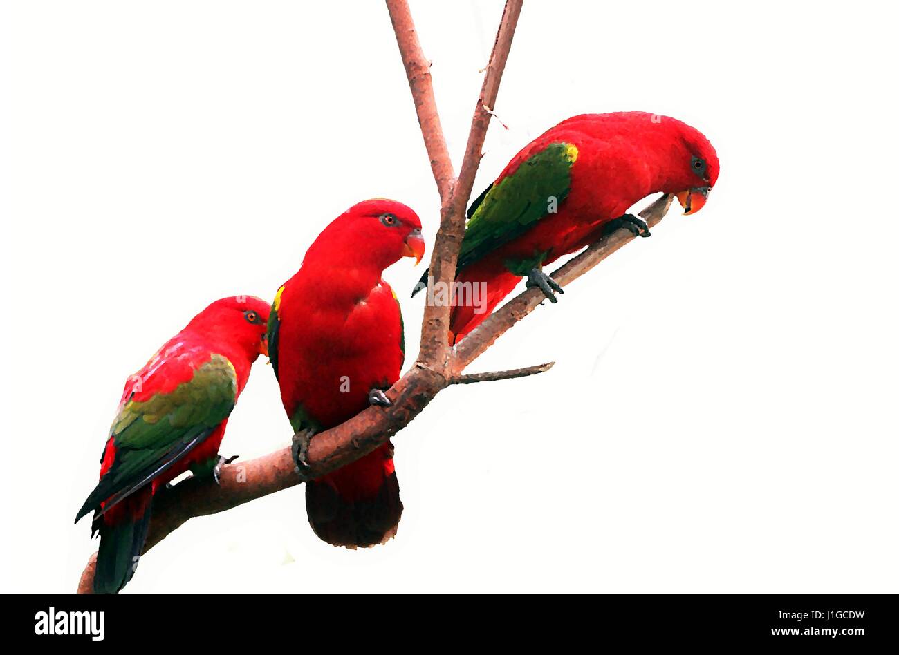 Three red bird on three branch Stock Photo - Alamy