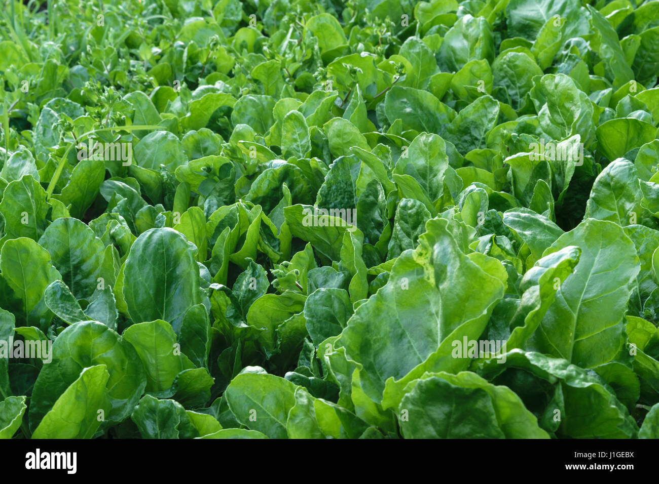 Bio spinach farm field hi-res stock photography and images - Alamy