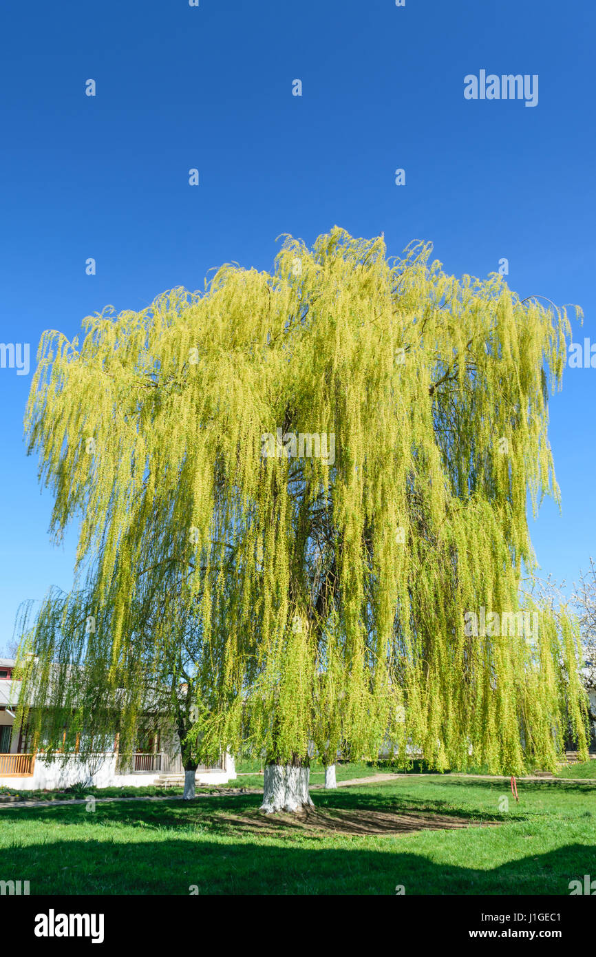 big willow tree against blue clear sky Stock Photo - Alamy