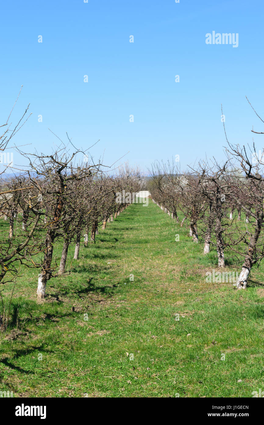 apple tree orchard in the spring time. Lines of apple trees with spring ...