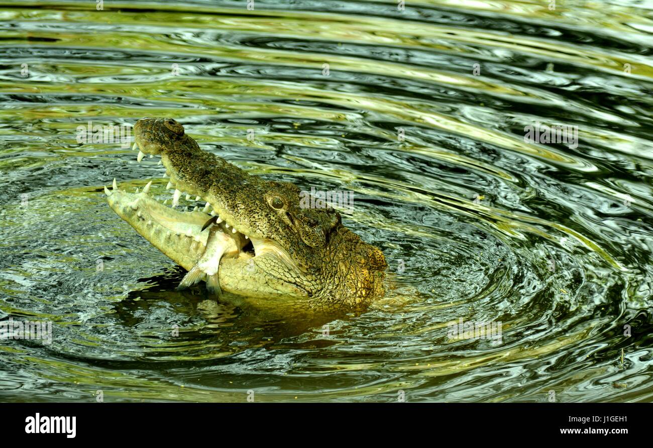 The Hungry crocodile Stock Photo - Alamy
