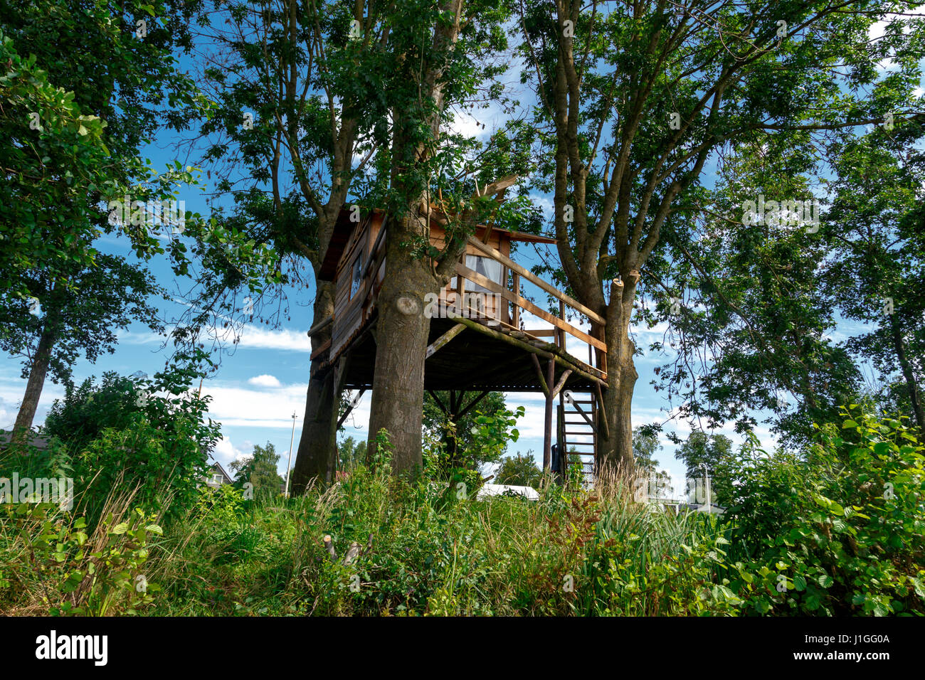 Bottom view of wooden house on a tree inside forest with big trees ...