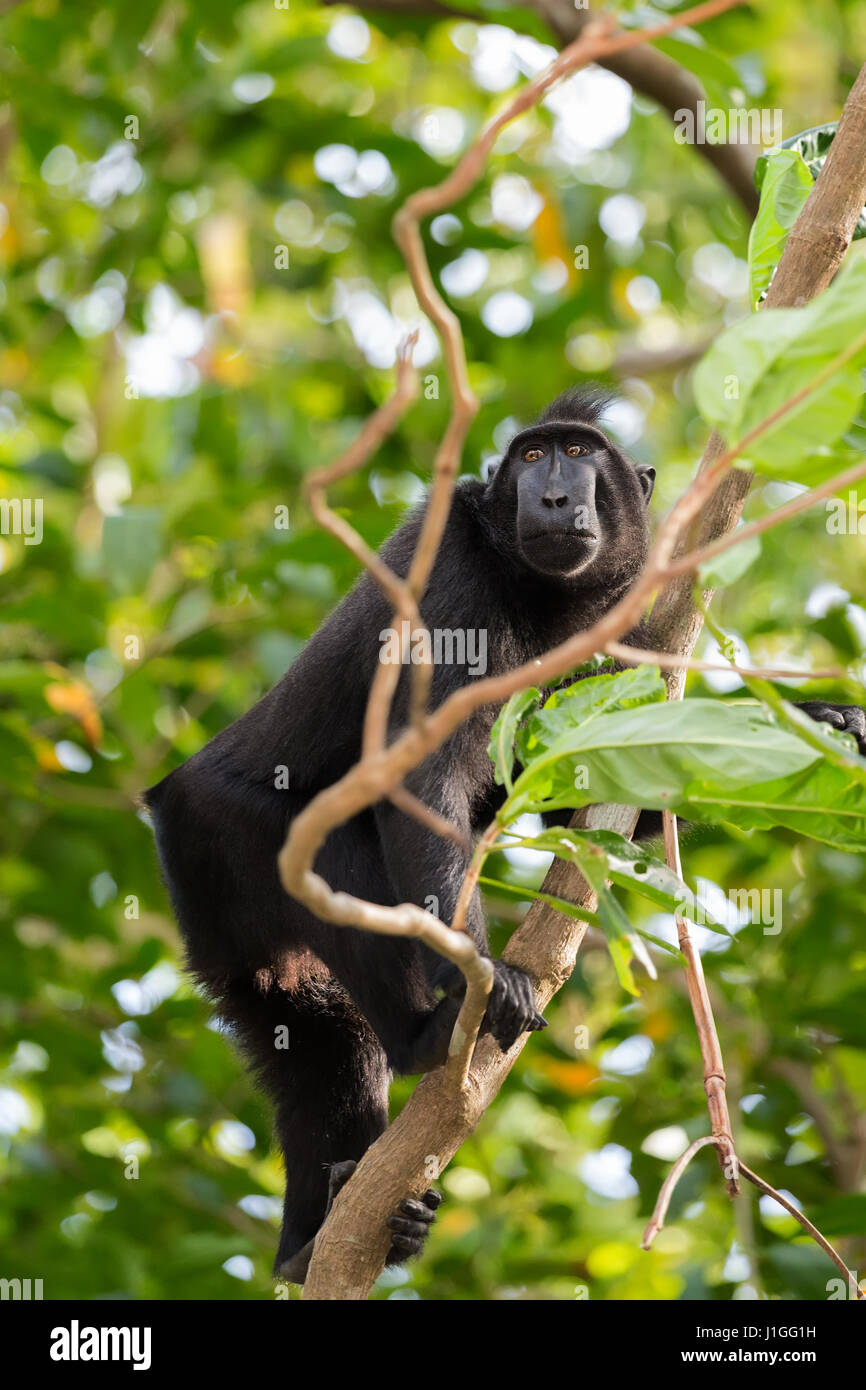 Endemic monkey Celebes crested macaque known as black monkey on tree in ...