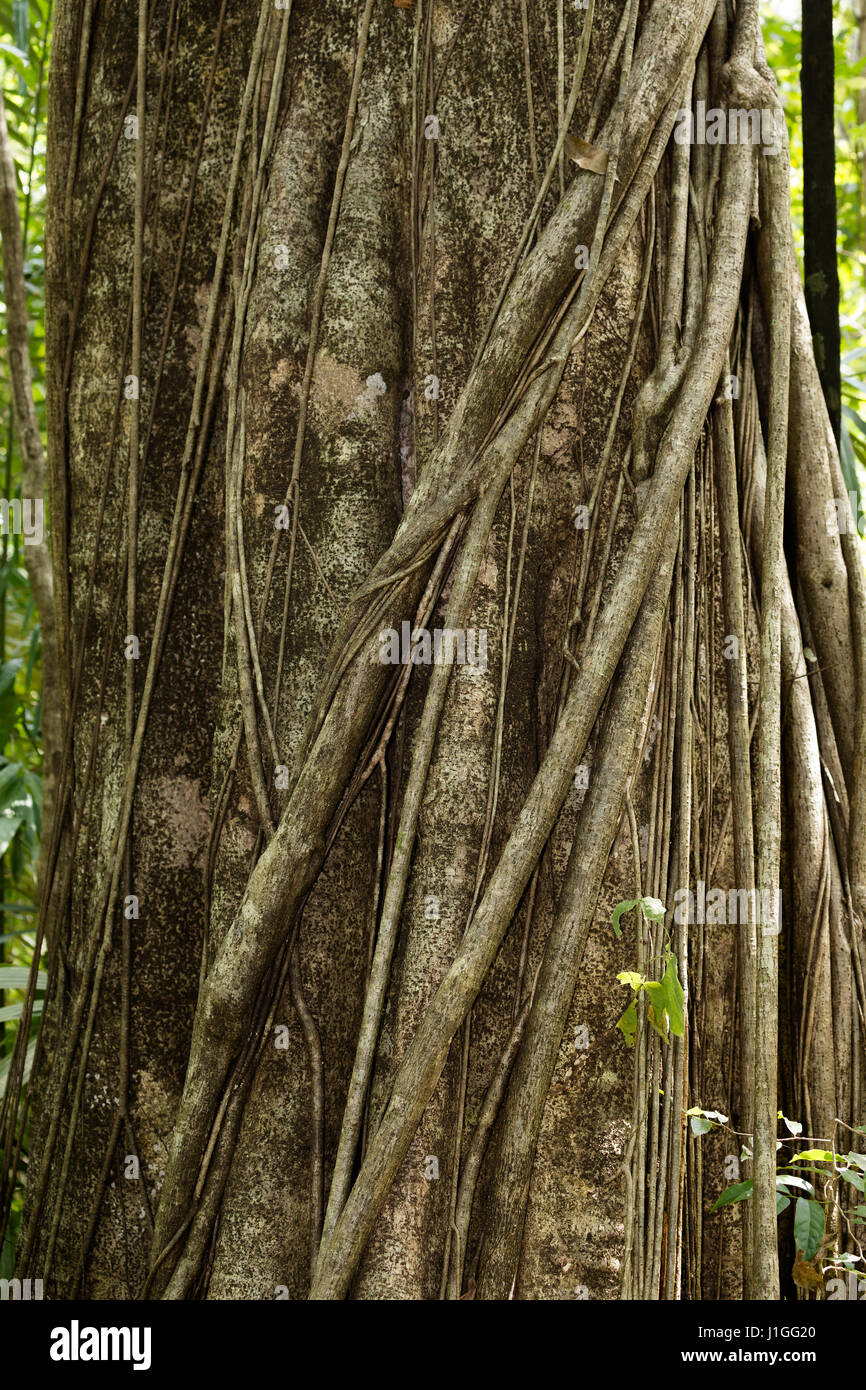 Massive tree is buttressed by roots within Tangkoko National Park in ...