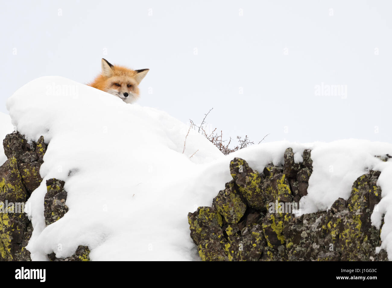 Fox Snow Mountain