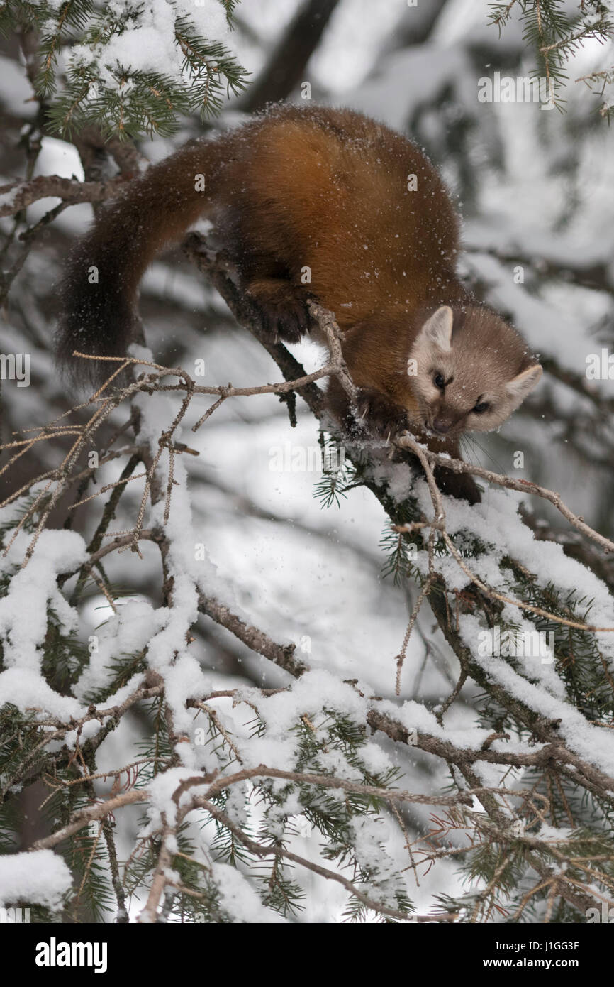 American pine marten hi-res stock photography and images - Alamy