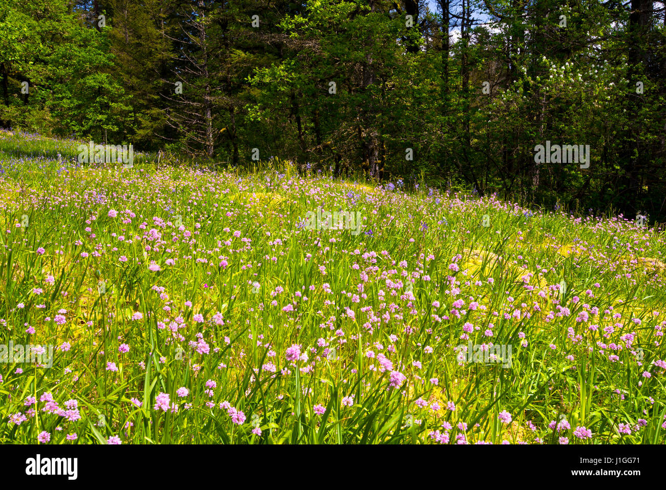 Spring wildflowers in the grass on a glade in the forest in the ...