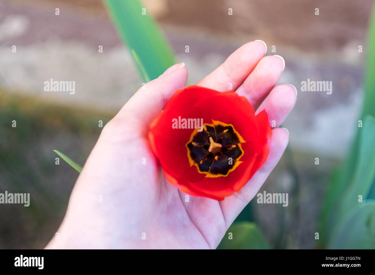 One beautiful open red tulip in woman hand Stock Photo - Alamy One beautiful open red tulip in woman hand Stock Photo - Alamy