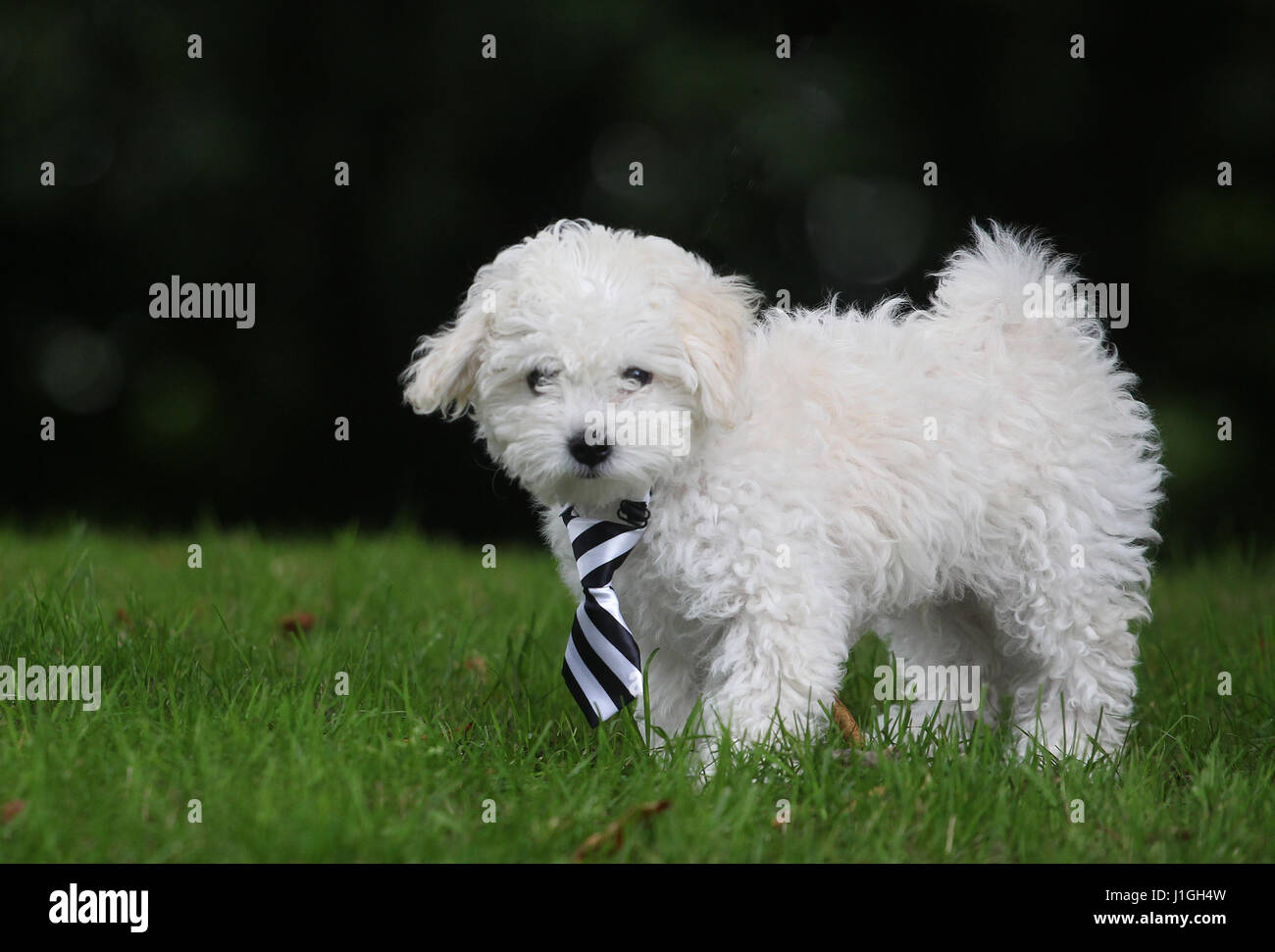 A bolognese puppy plays. A rare breed dog from Italy Stock Photo - Alamy