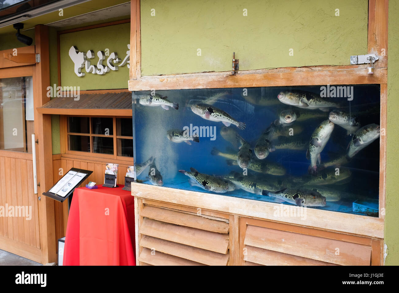 A fish tank full of "fugu" blowfish at a restaurant in Kyoto, Japan ...