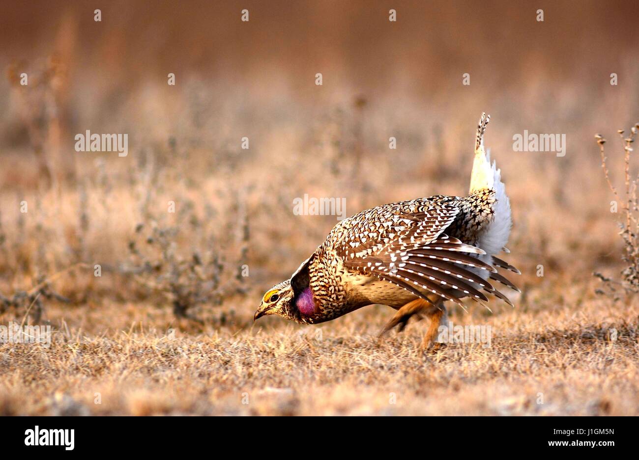 Sharp-tailed Grouse perform mating displays in a lek along the Prairie ...