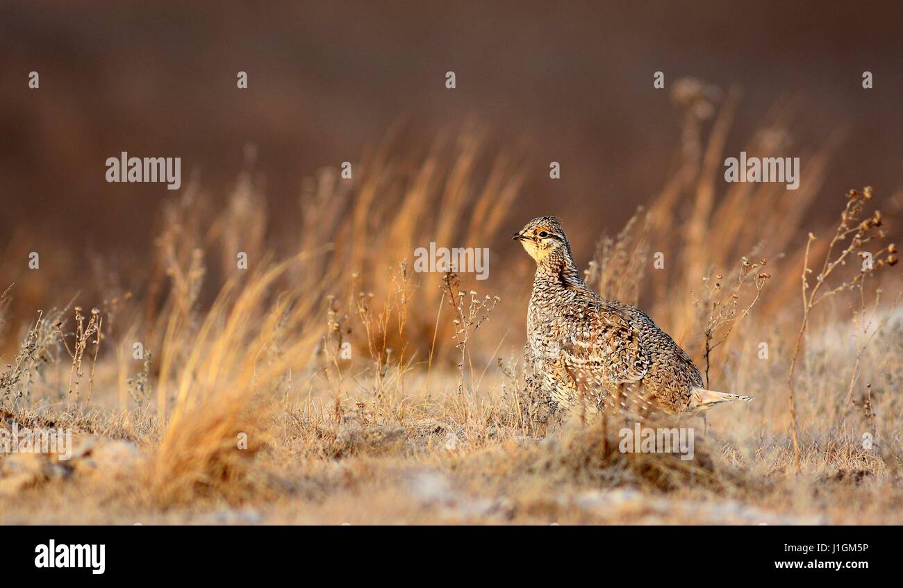 Sharp-tailed Grouse perform mating displays in a lek along the Prairie ...