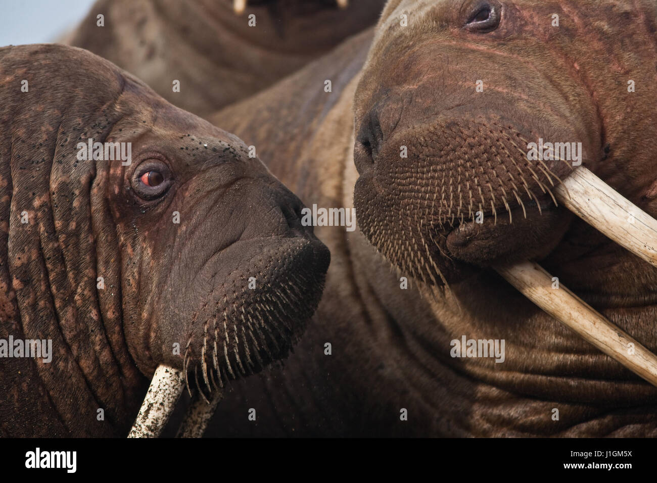 Walruses gather in a pull out on the beach in the Bering Land Bridge ...