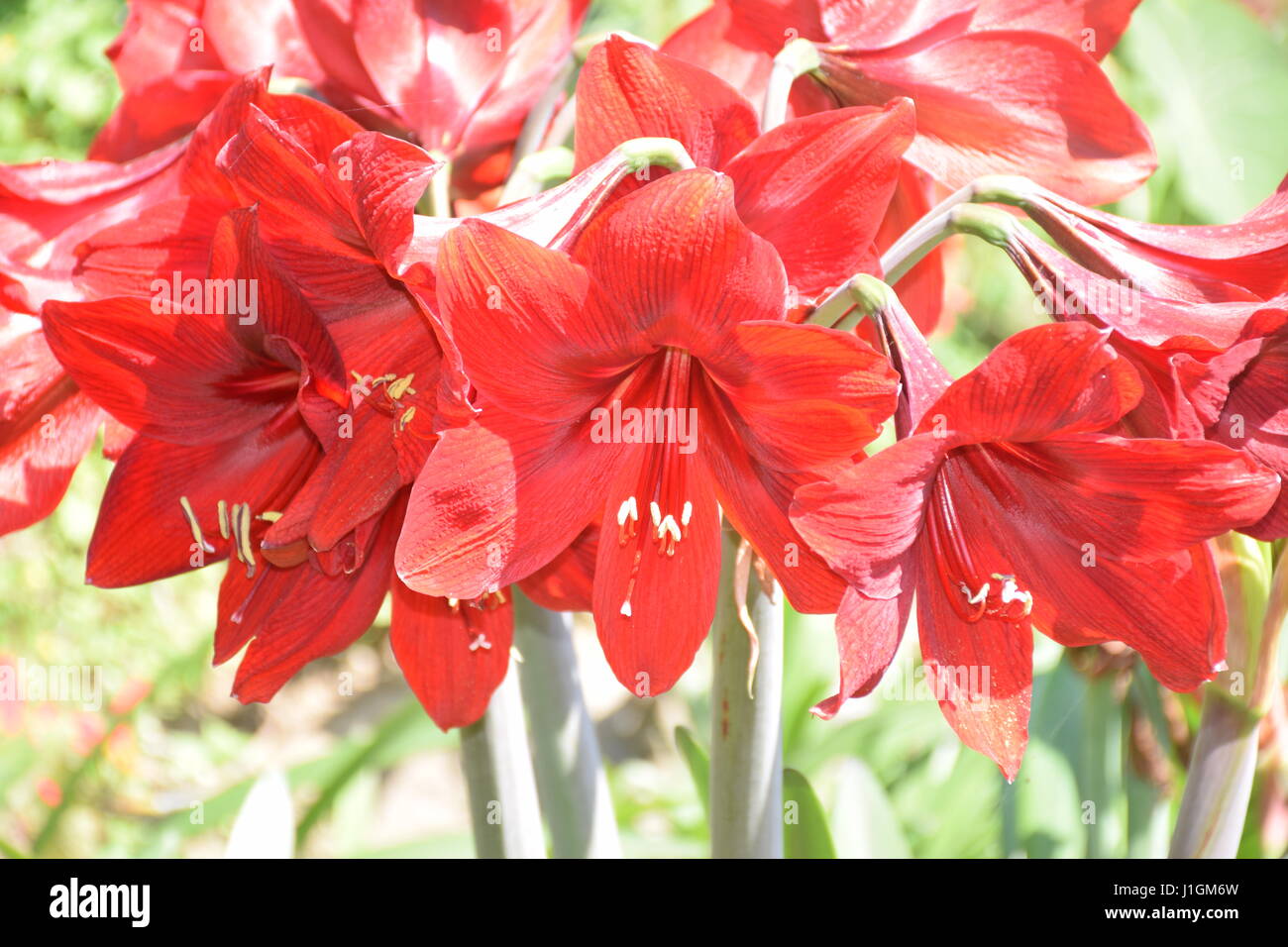 Valley of flower sikkim hi-res stock photography and images - Alamy
