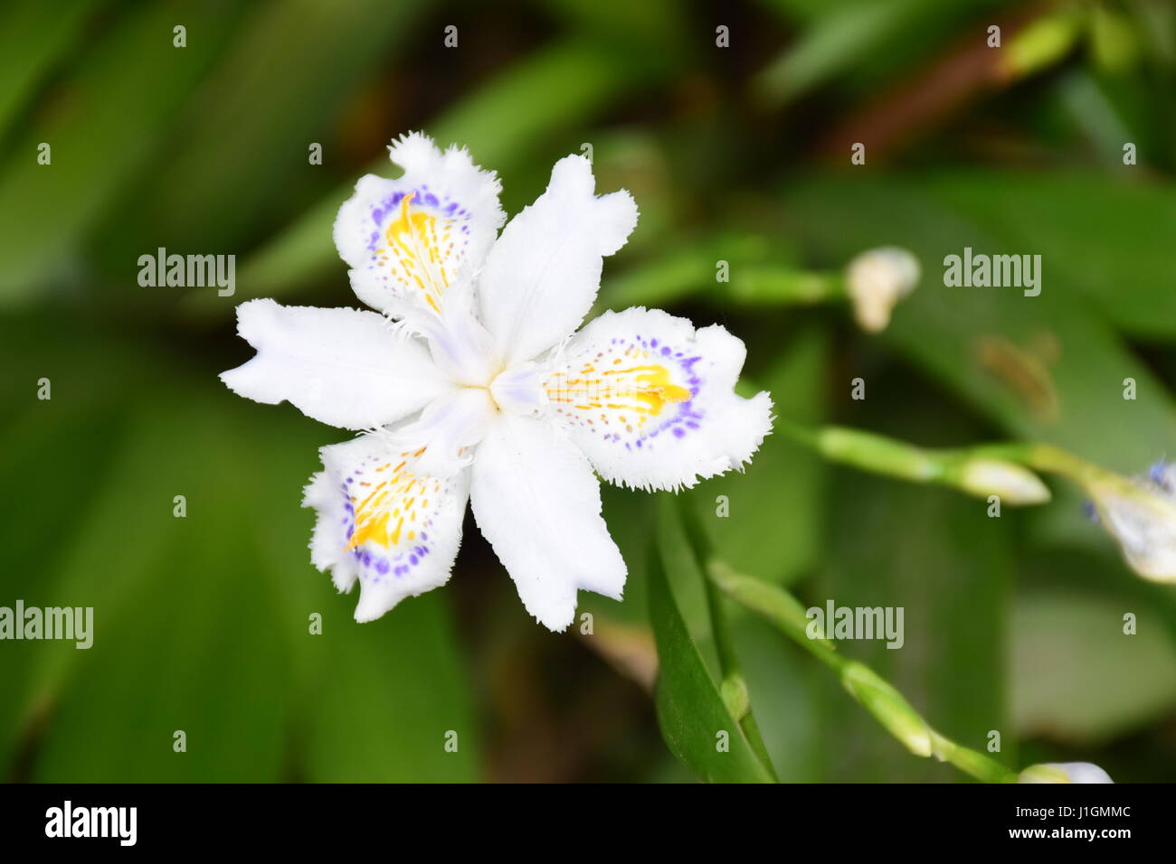 Flora of sikkim hi-res stock photography and images - Alamy