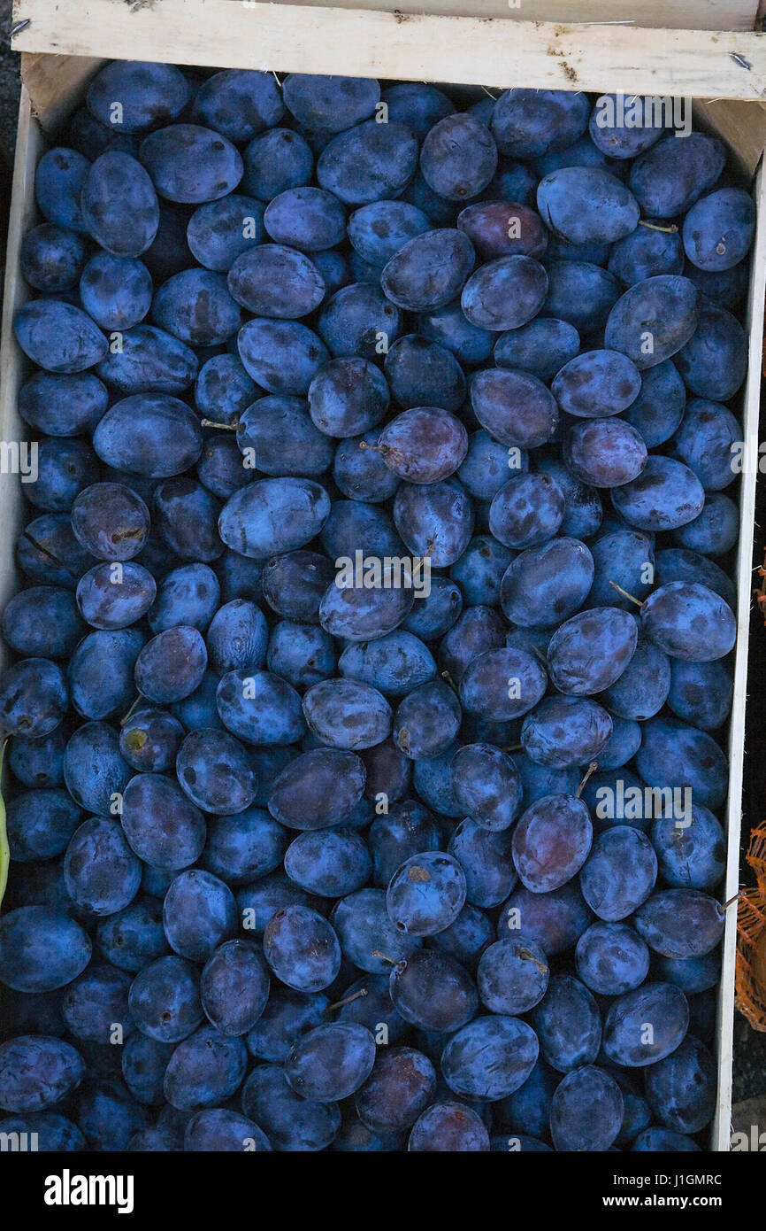 Close-up of freshly picked plums (Prunus) in a bin at an outdoor market ...