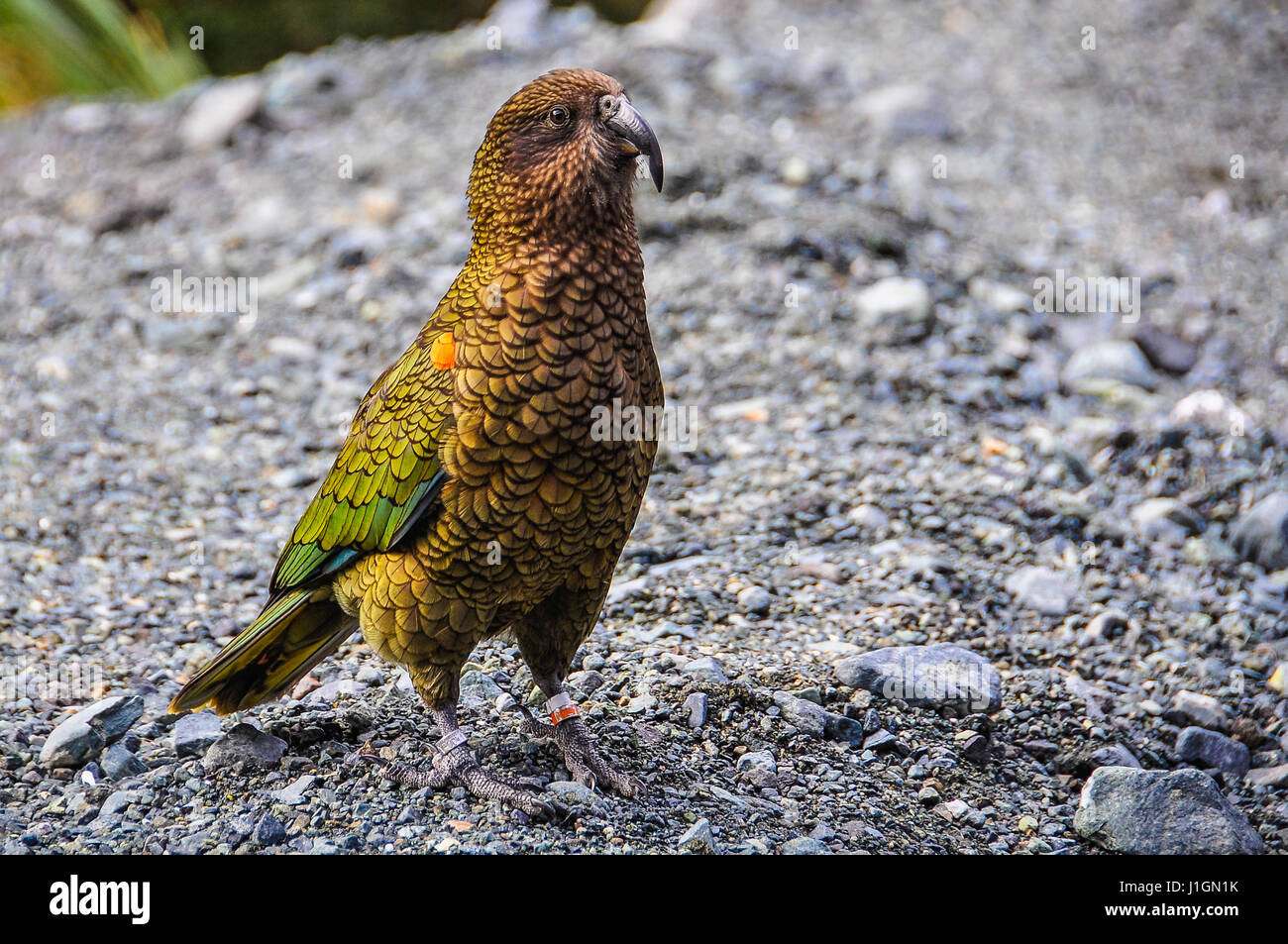 Kea bird hi-res stock photography and images - Alamy