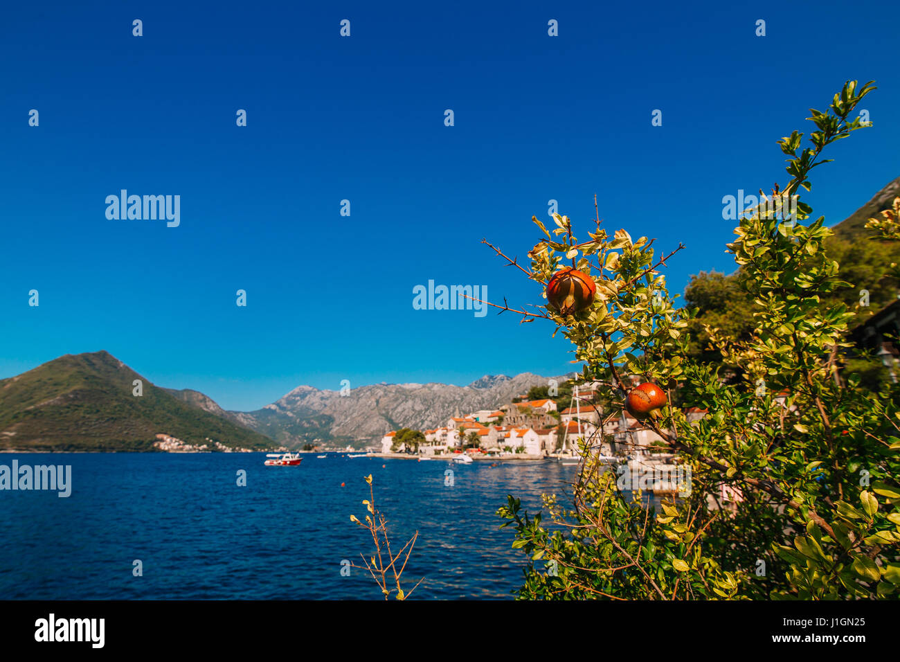 Fruits of pomegranate on a tree in Montenegro Stock Photo - Alamy
