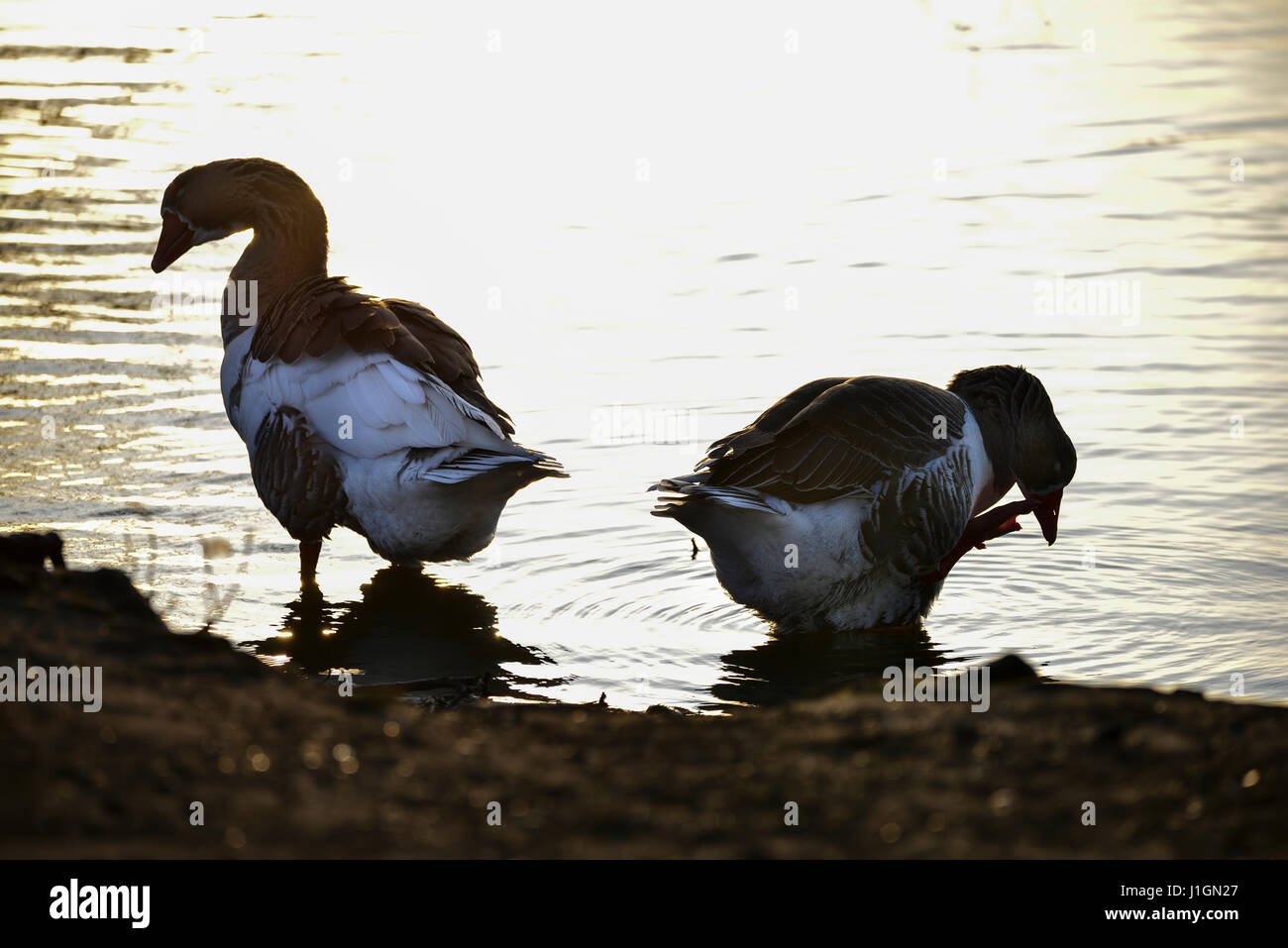 Greylag geese in beautiful Spring sunrise light on lake Stock Photo - Alamy