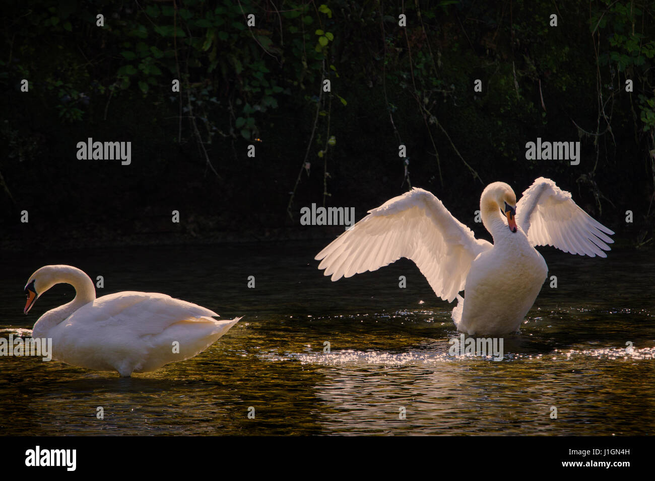 Wings extended birds hi-res stock photography and images - Alamy