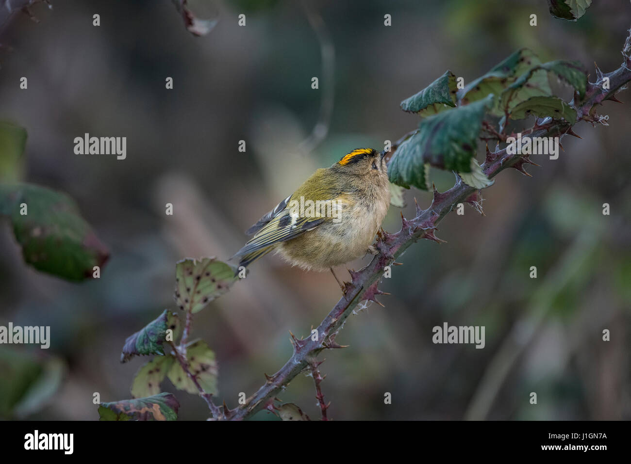 Beautiful female Goldcrest Regukus Regulus bird perched in tree in ...