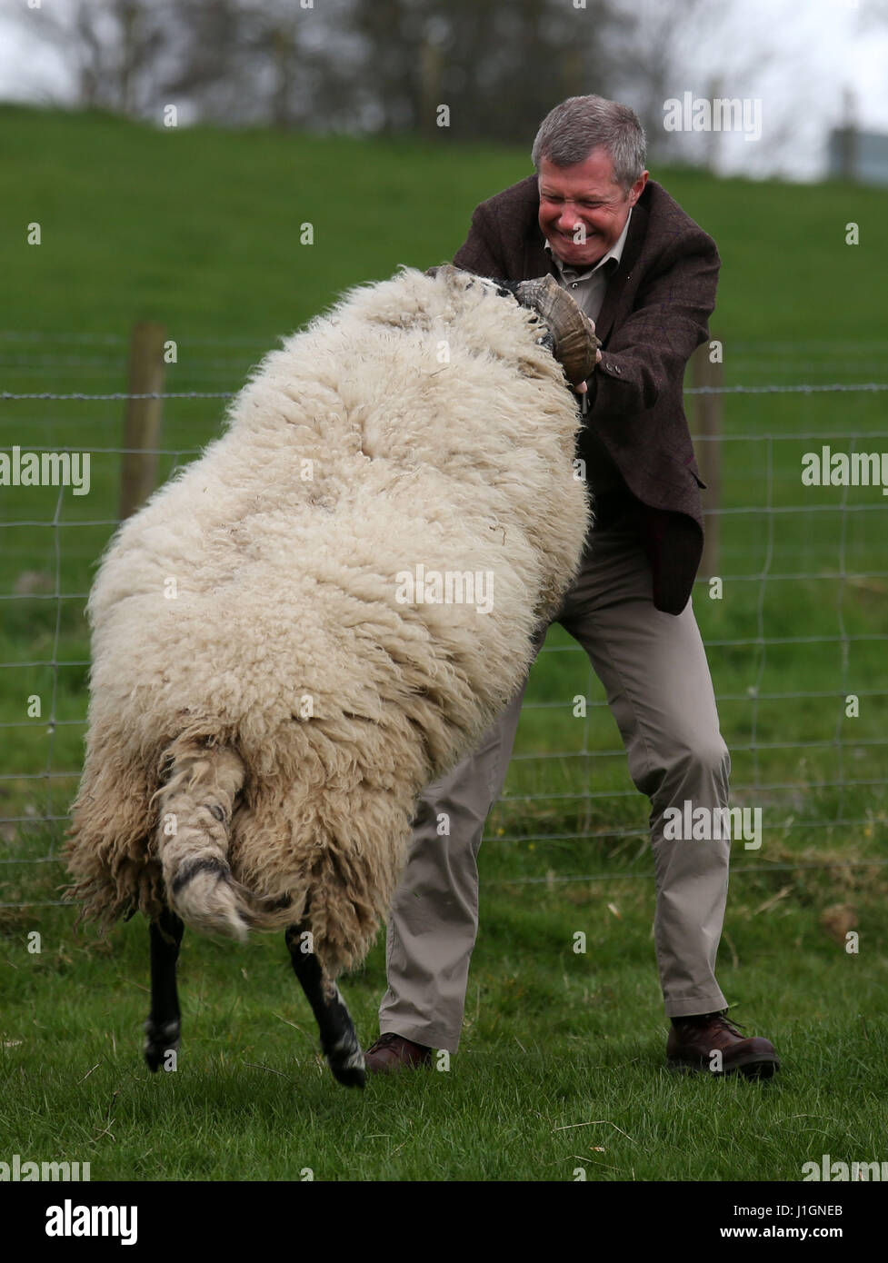 Scottish Liberal Democrat leader Willie Rennie with a ram during a ...
