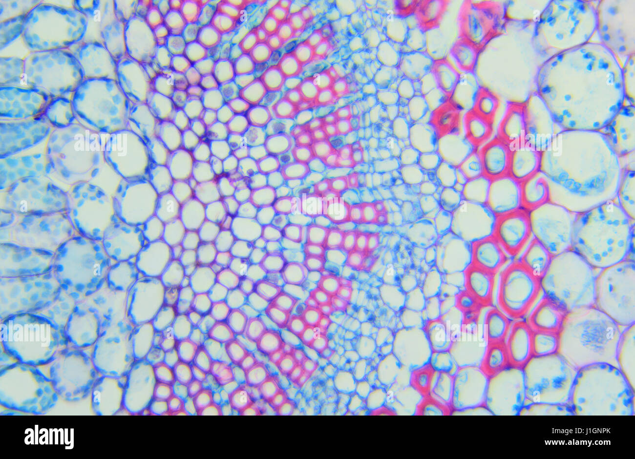 Collenchyma Under Microscope