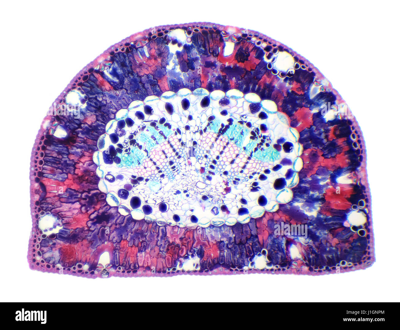 Cross section pinus hi-res stock photography and images - Alamy