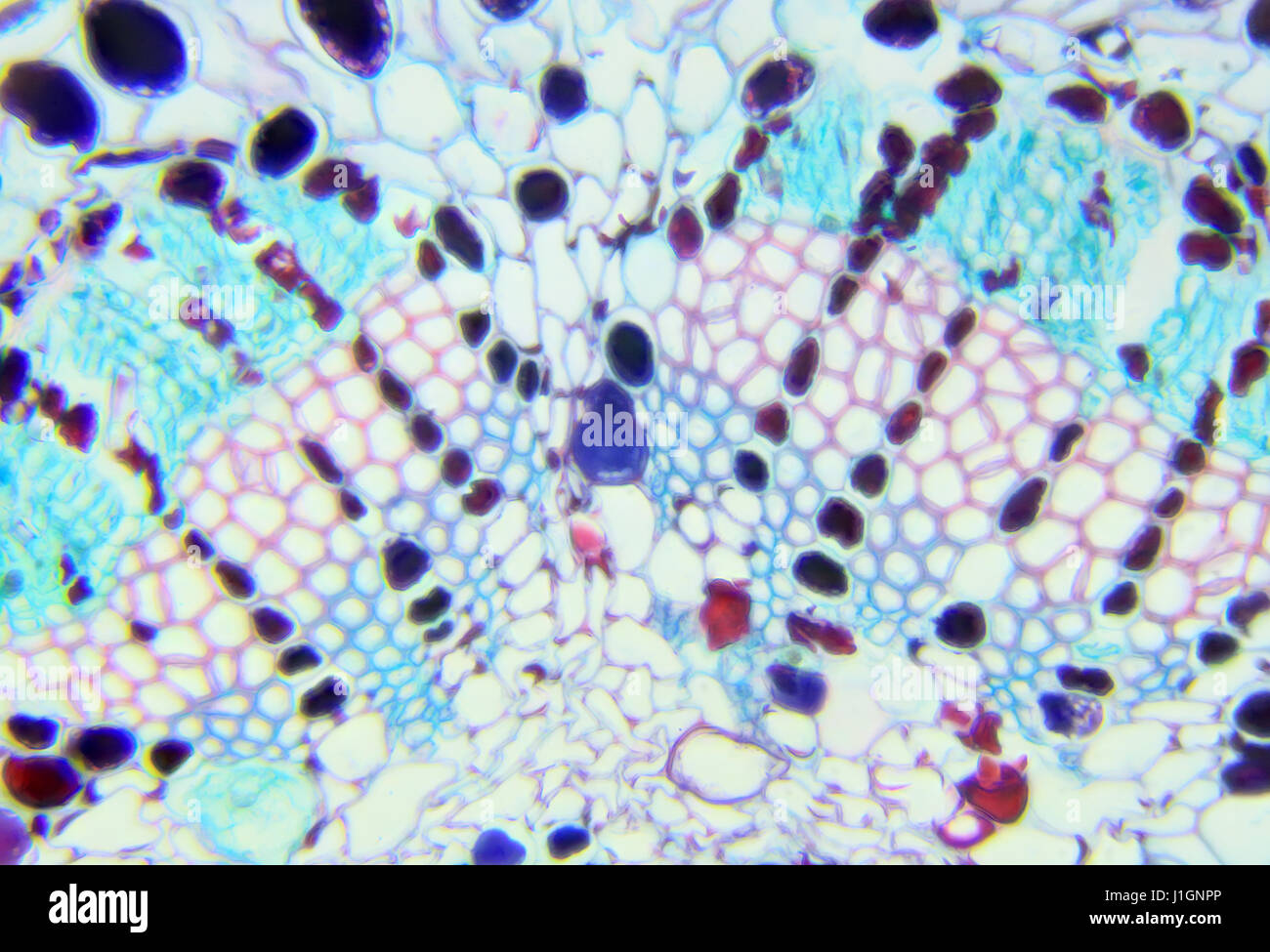Skin cross section microscope hi-res stock photography and images - Alamy