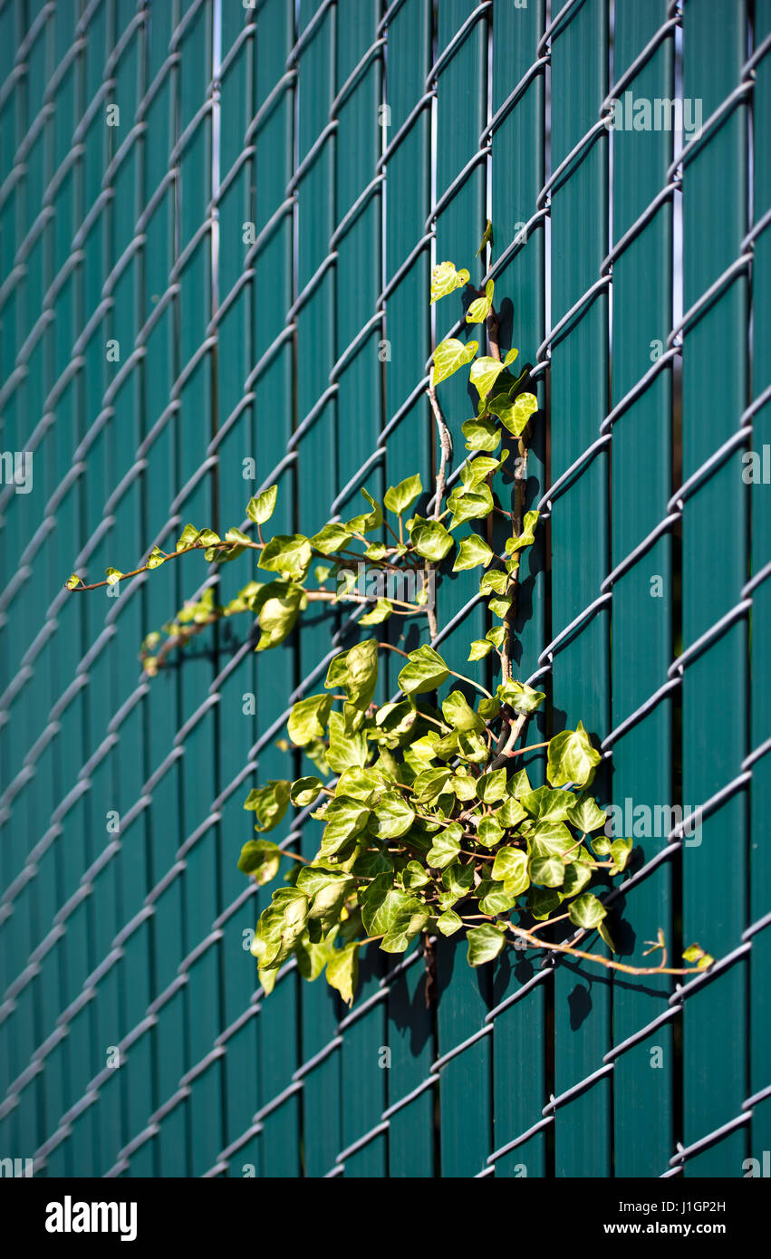 Live green ivy located on the wire grid fence with inserted inside ...