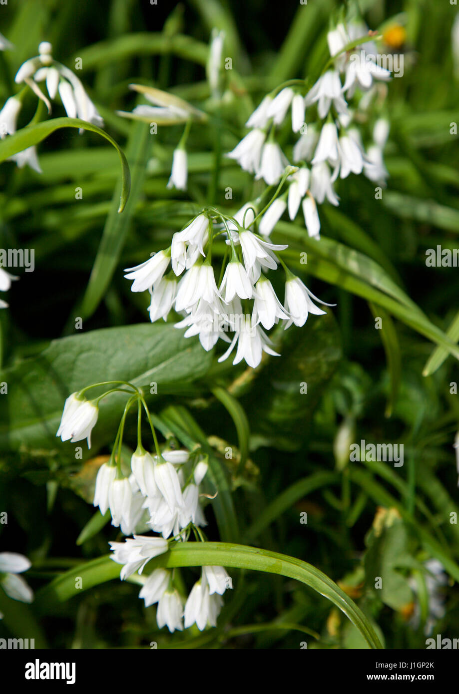 White Bluebell Stock Photos & White Bluebell Stock Images - Alamy