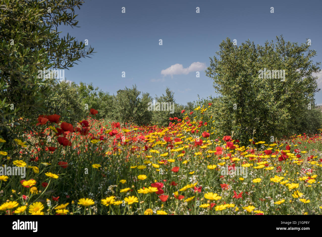 Spanish olive grove hi-res stock photography and images - Alamy