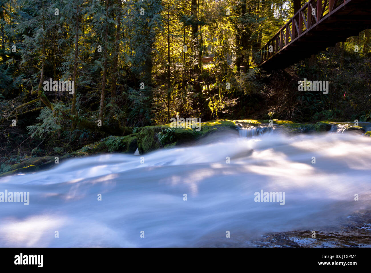 Rapid stream flows on stones under a pedestrian bridge in a shady ...
