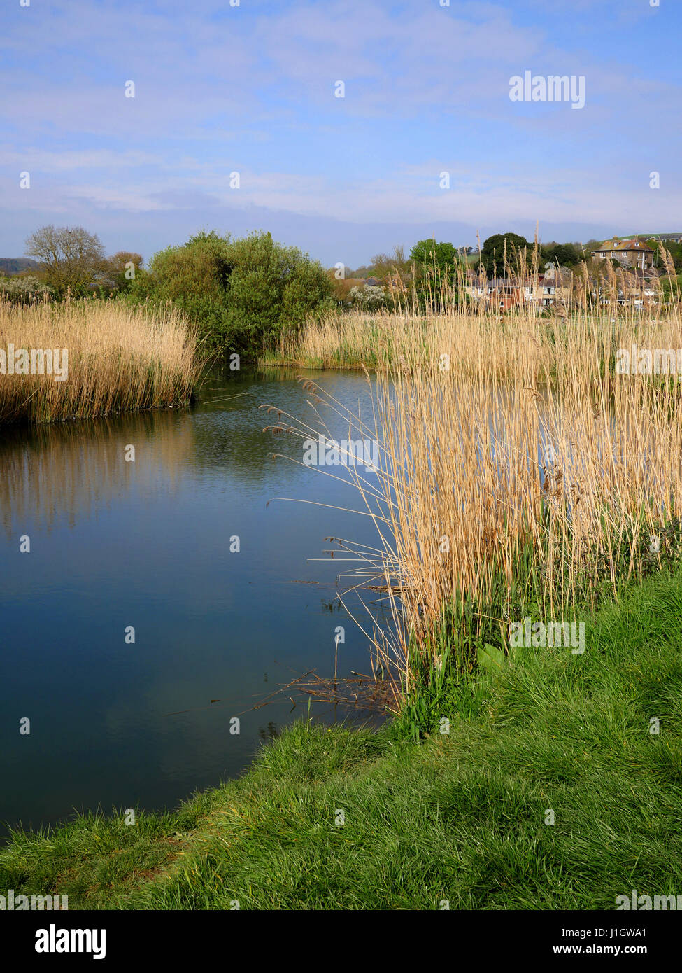 Reeds River Bank Riverbank High Resolution Stock Photography and Images ...
