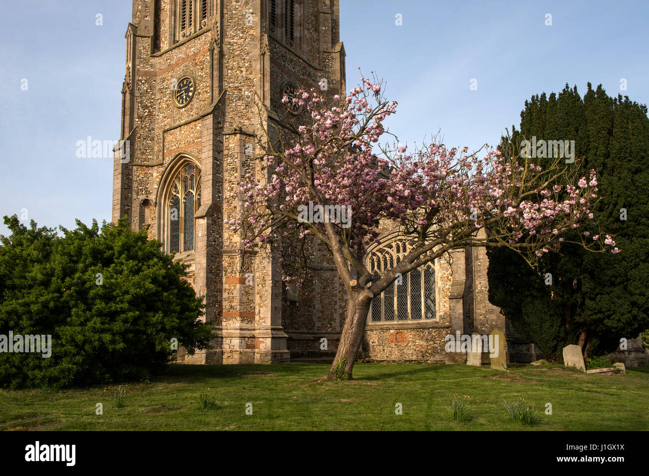 Thaxted Parish Church of St John and cemetery, Essex, England,UK. April ...