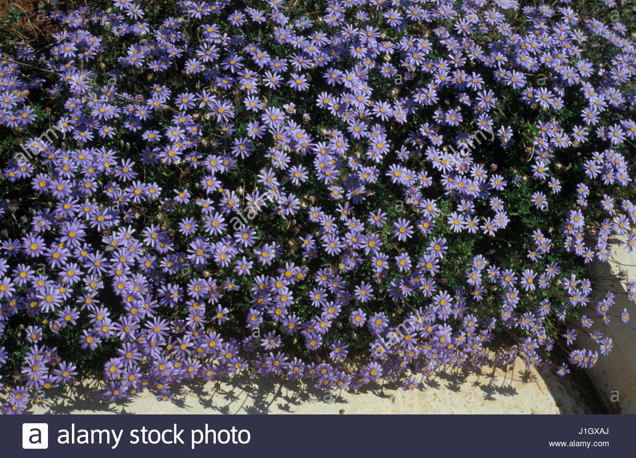 Felicia Amelloides Stock Photos & Felicia Amelloides Stock Images - Alamy
