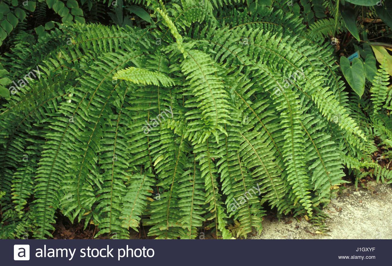 NEPHROLEPIS EXALTATA Stock Photo: 138669987 - Alamy