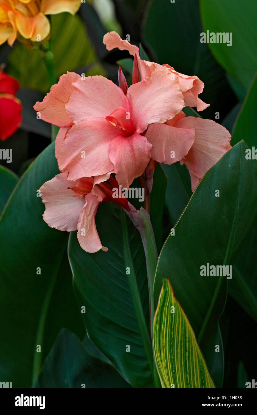 Canna plant pink flowers hi-res stock photography and images - Alamy