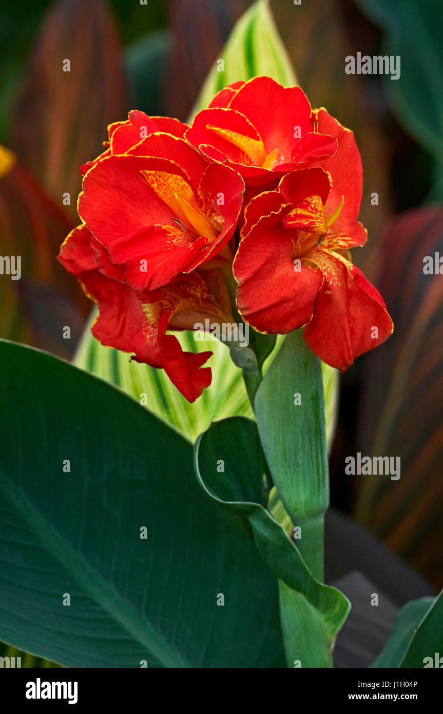 Red and yellow canna flower hi-res stock photography and images - Alamy