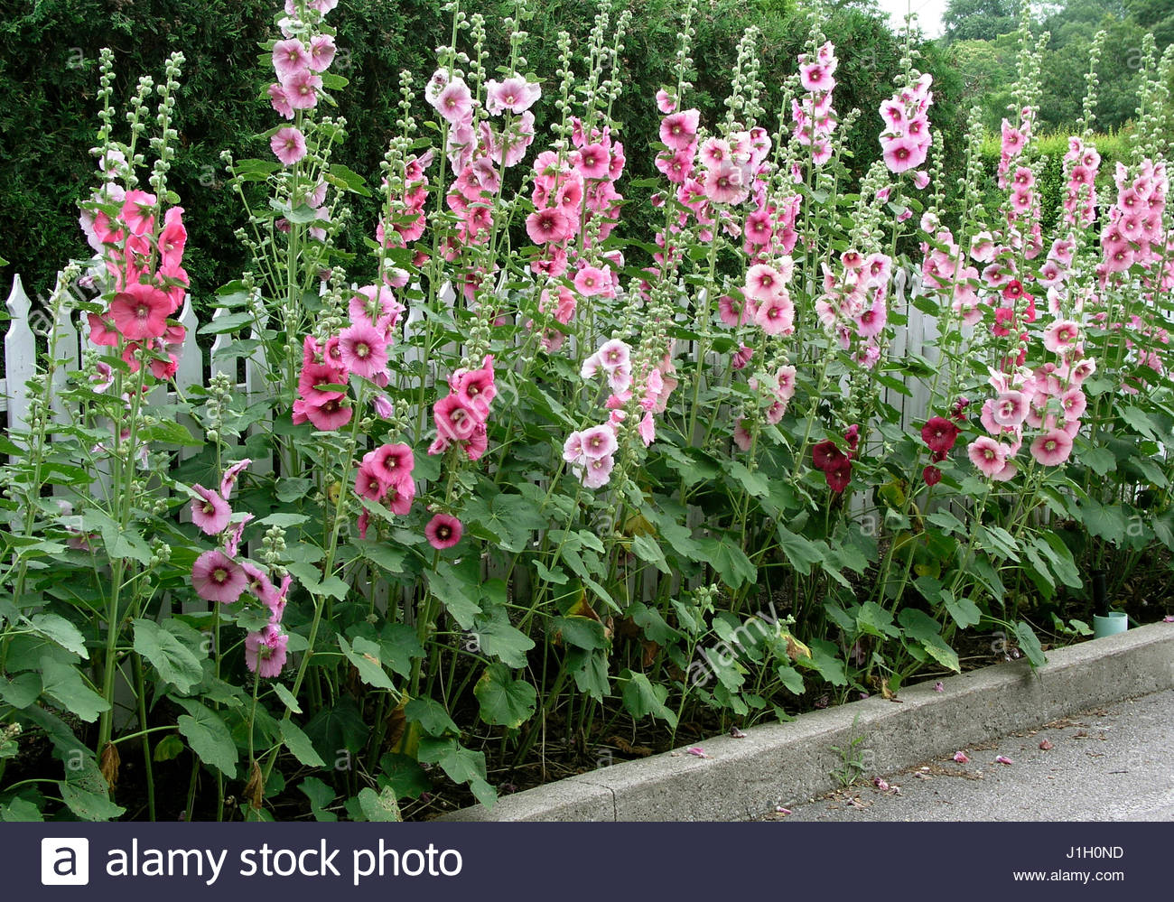 ALCEA ROSEA (HOLLYHOCKS Stock Photo: 138671385 - Alamy