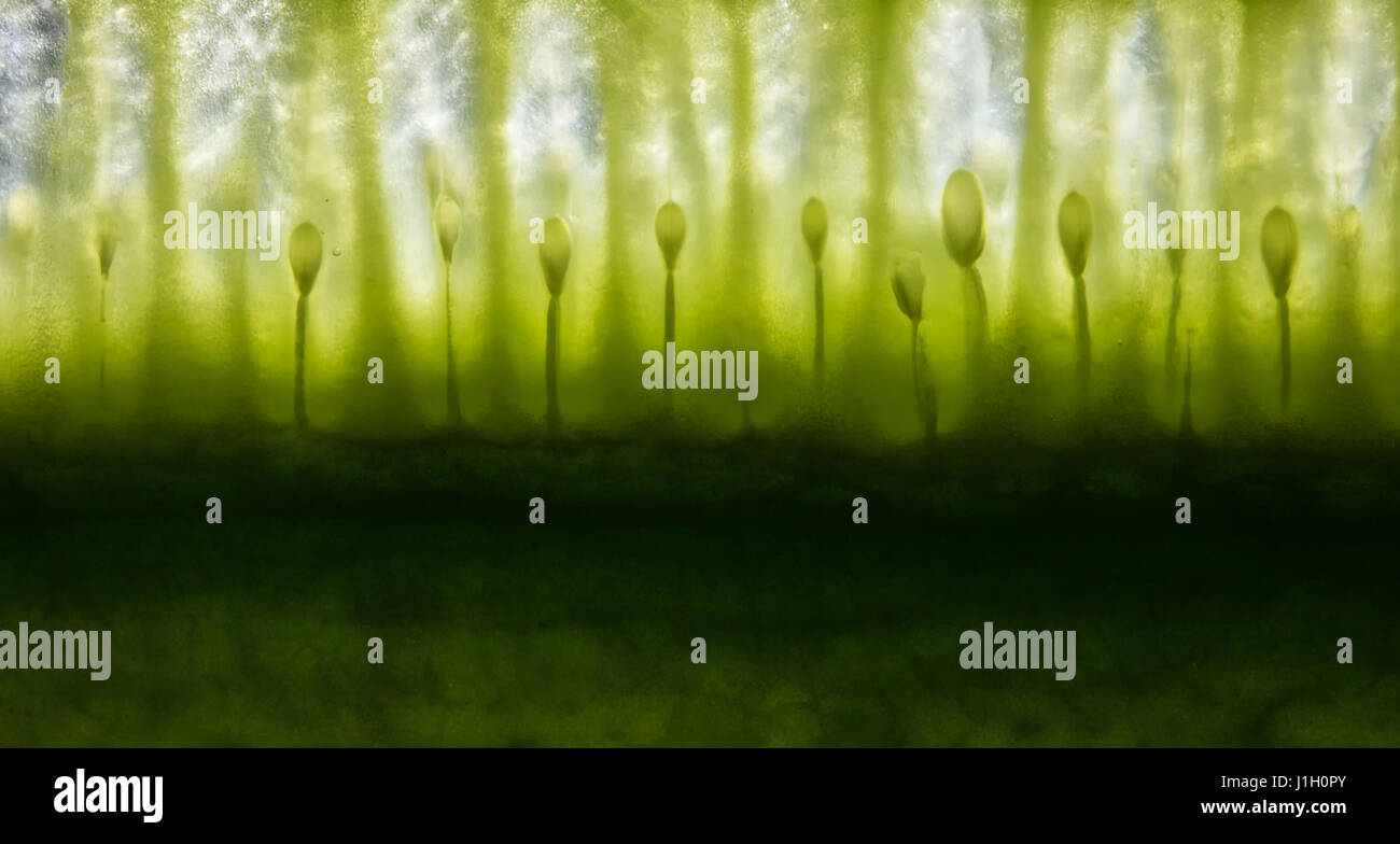 Close-up side view of a cucumber slice, showing the seed arrangement ...