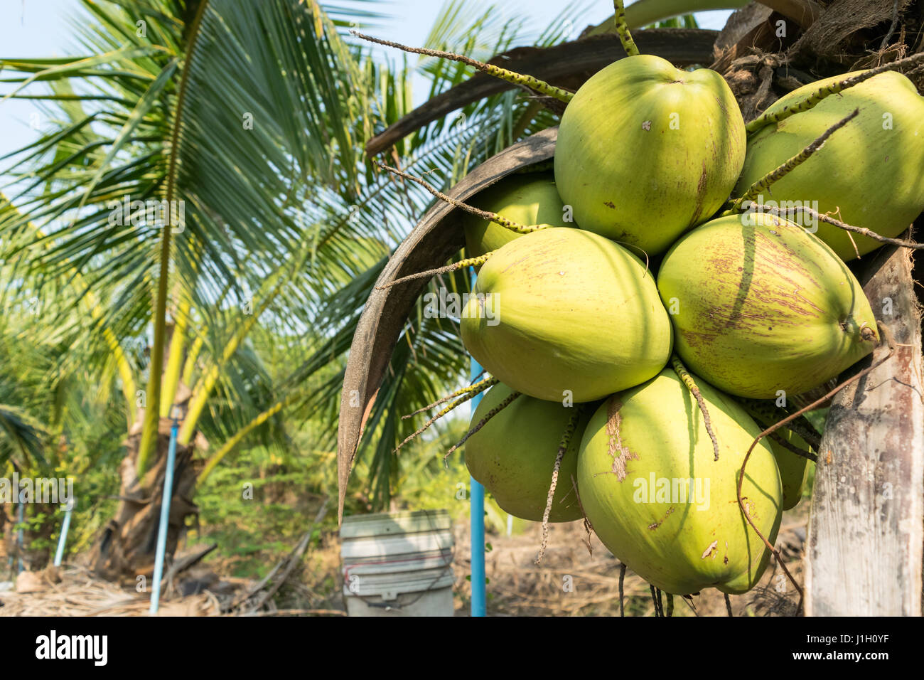 Close up coconuts on tree in garden,Coconut plantation Stock Photo - Alamy