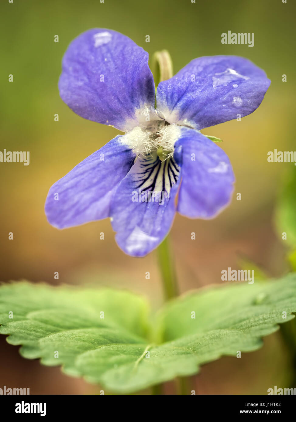 Single violet flower hi-res stock photography and images - Alamy
