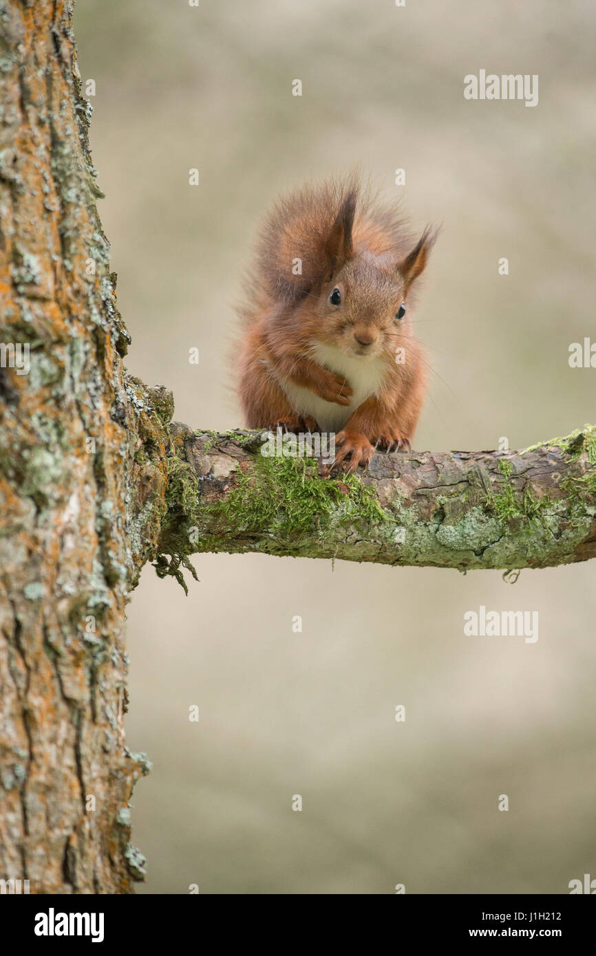 Juvenile squirrel uk hi-res stock photography and images - Alamy